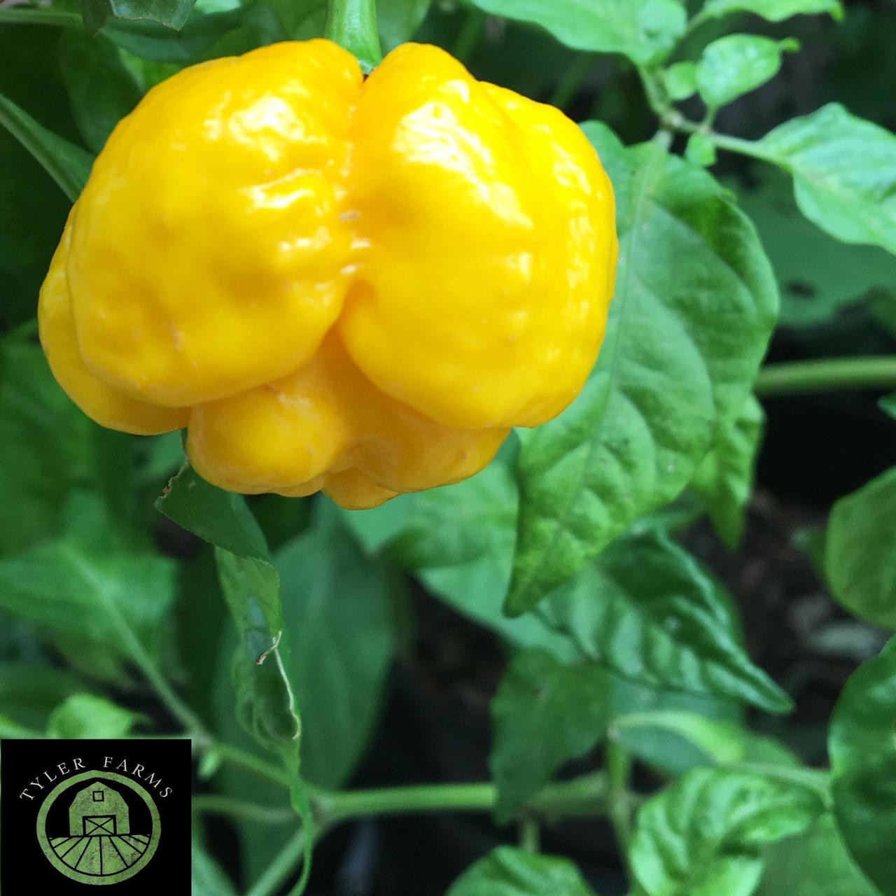 Yellow 7 Pot Brain Strain Pepper Seeds | Tyler Farms