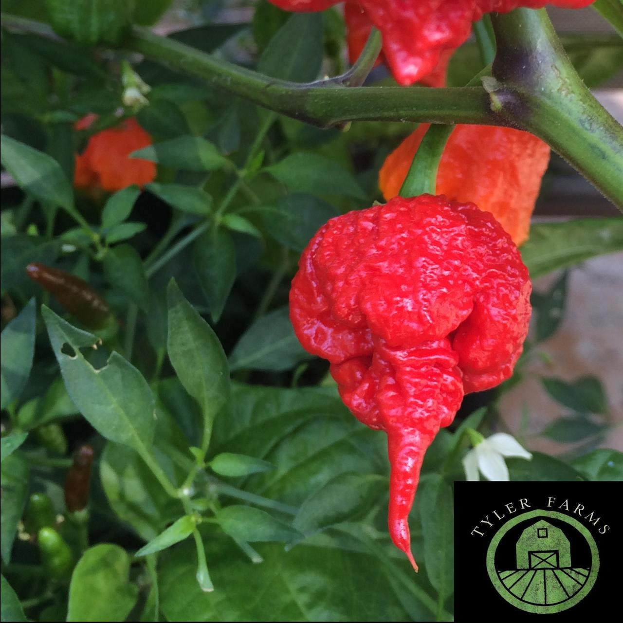 7 Pot Primo Pepper Plant | Tyler Farms