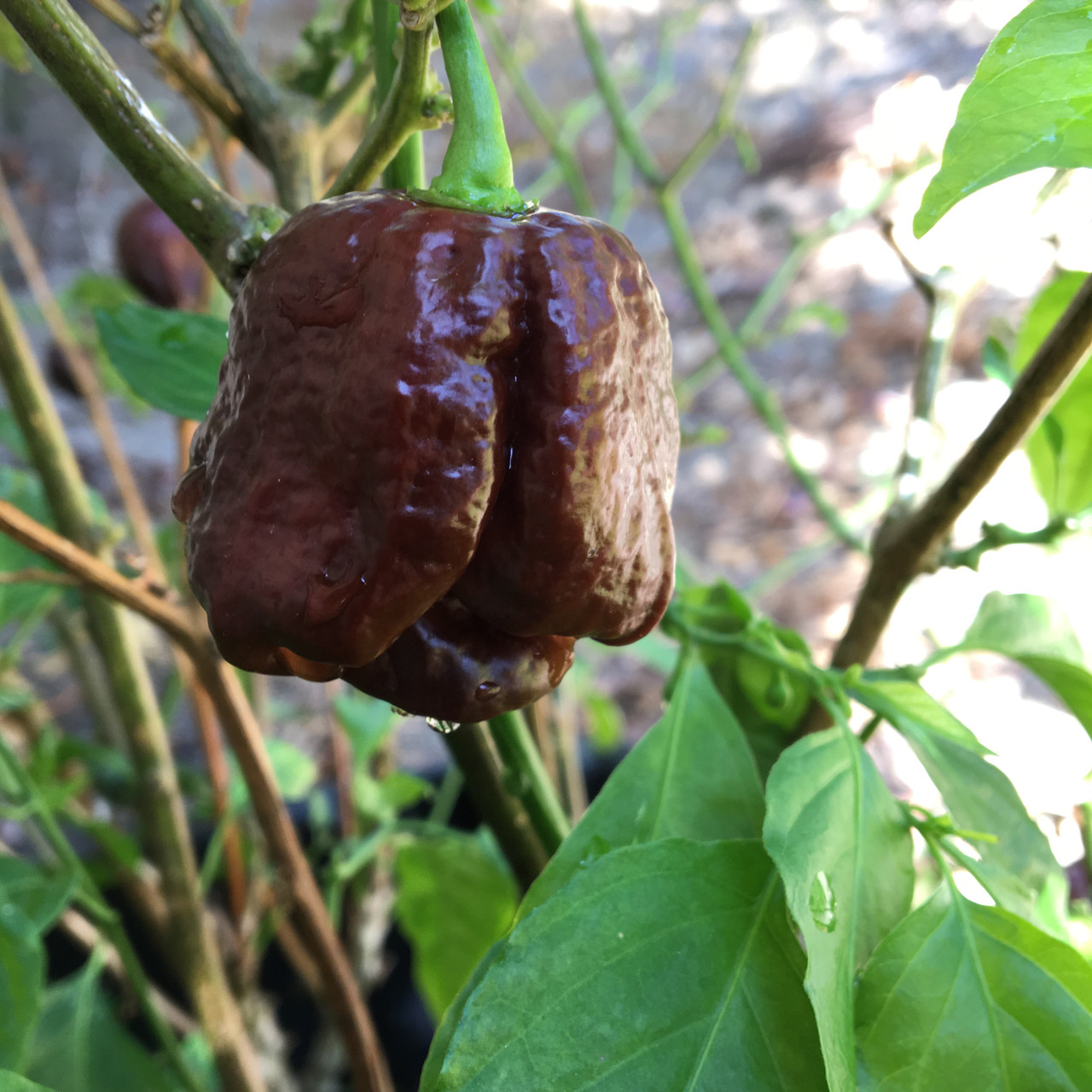 Chocolate Trinidad Moruga Scorpion Pepper Plant | Tyler Farms