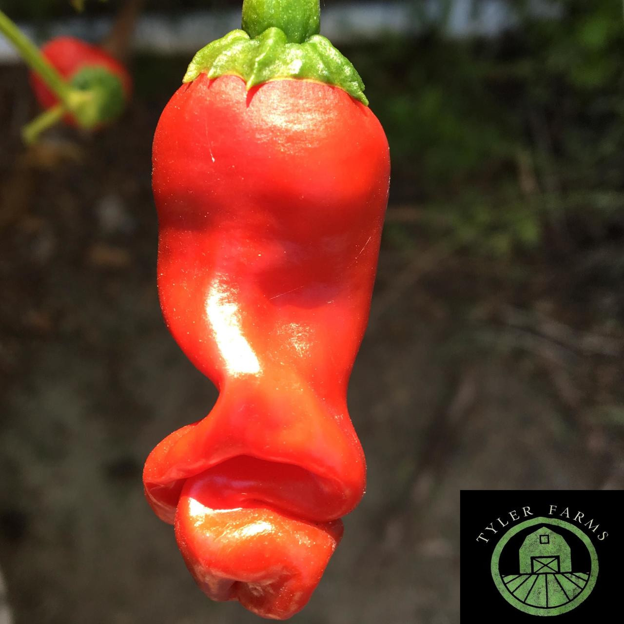 Peter Pepper Live Plant | Tyler Farms