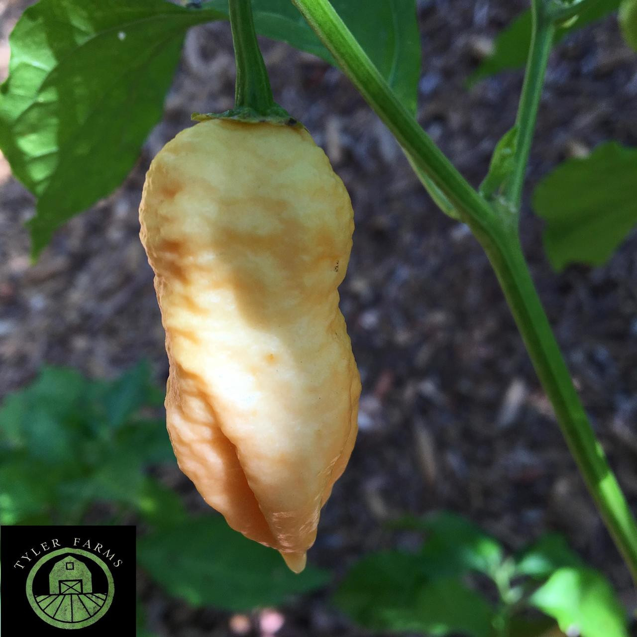 Peach Ghost Pepper Live Plant | Tyler Farms