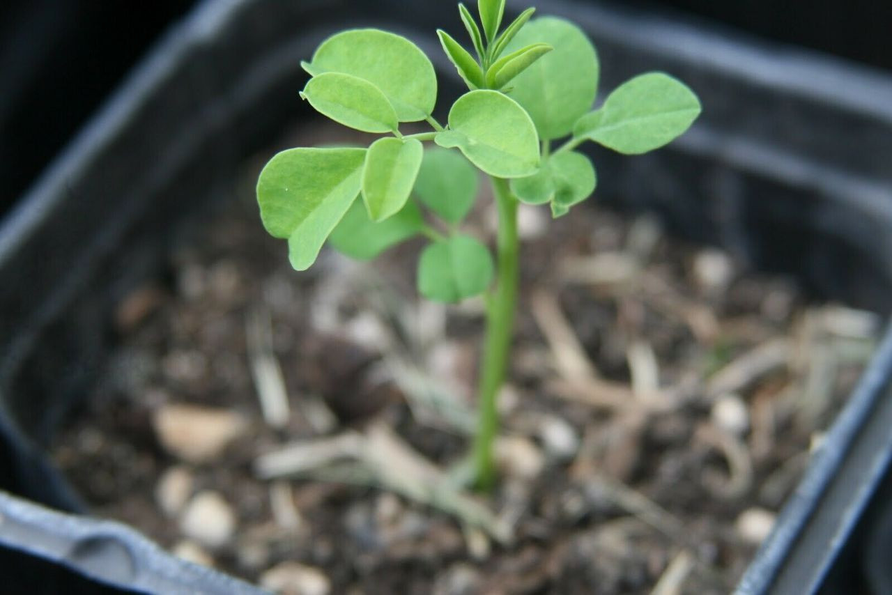 Moringa Oleifera (Miracle Tree) Live Tree | Tyler Farms