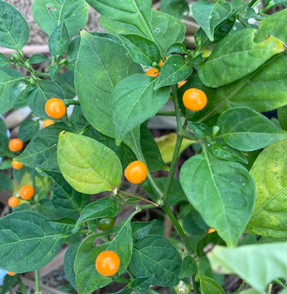 Aji Charapita Pepper Live Plant | Tyler Farms