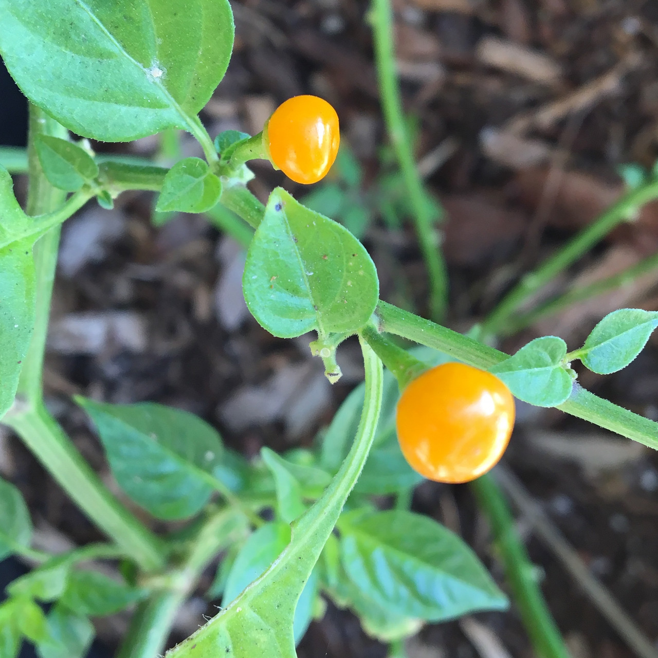 Aji Charapita Pepper Live Plant | Tyler Farms