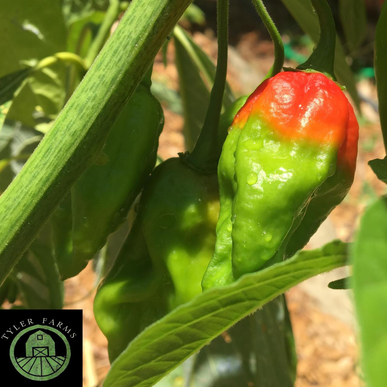 Aji Rojo Pepper Live Plant | Tyler Farms