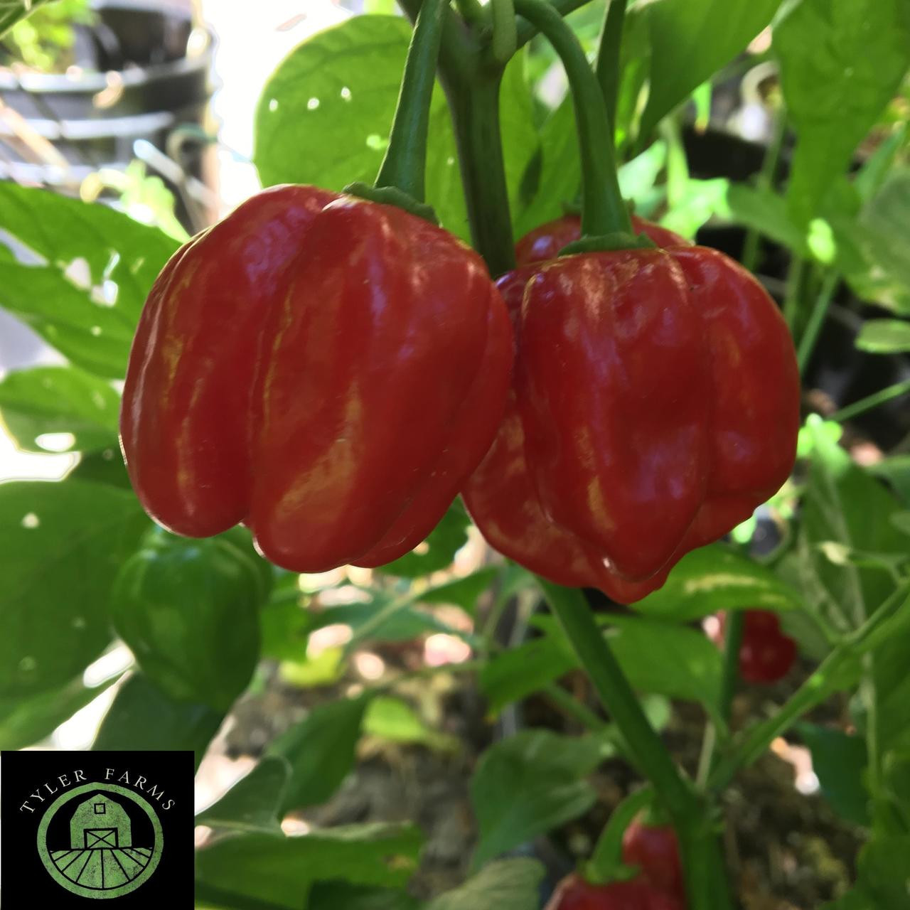Red Scotch Bonnet Pepper Live Plant | Tyler Farms