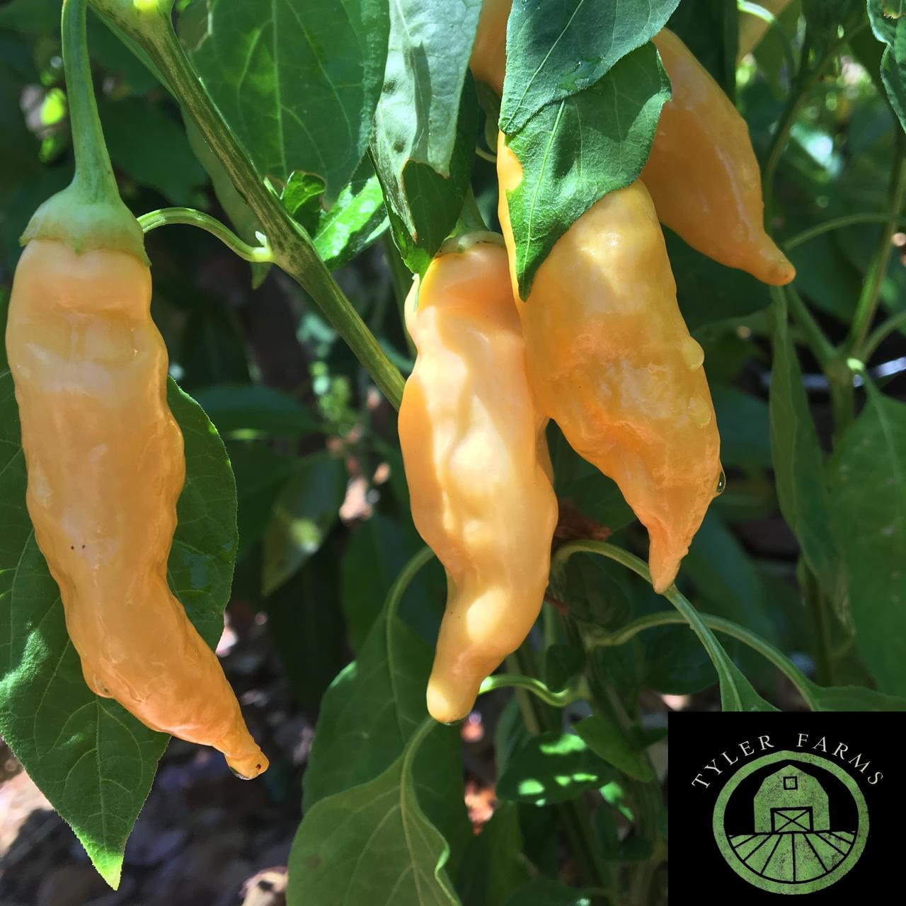 Sugar Rush Peach Pepper Live Plant | Tyler Farms