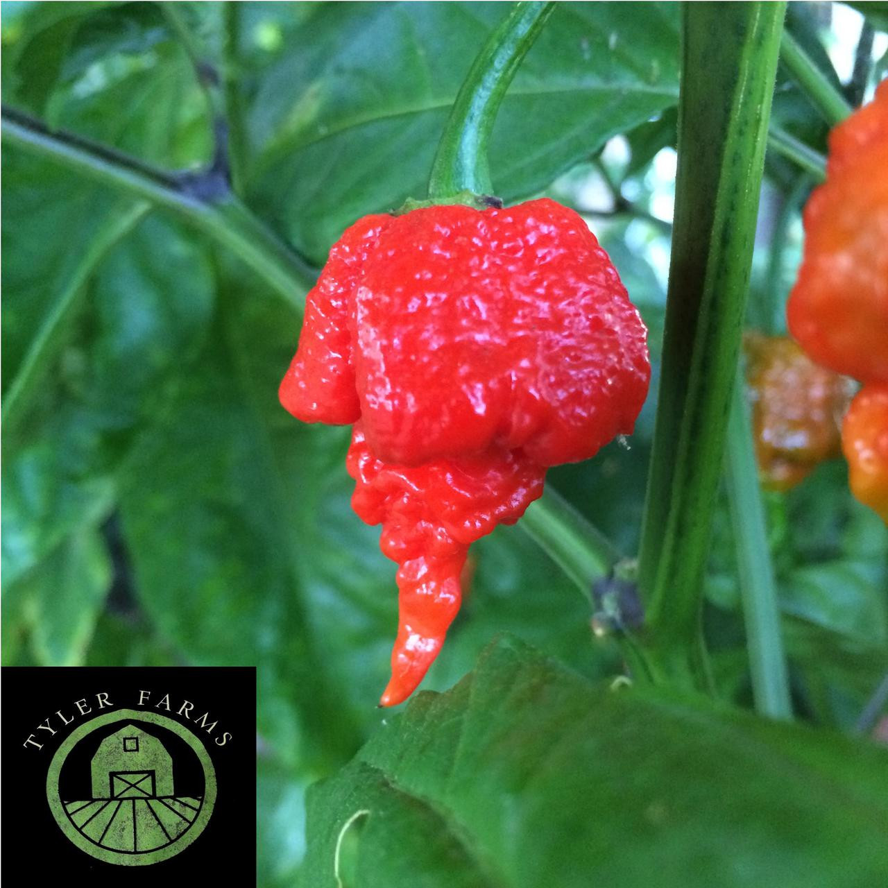 Carolina Reaper Pepper Live Plant | Tyler Farms