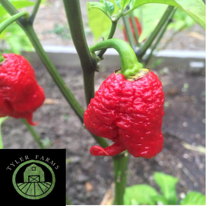 Carolina Reaper Pepper Live Plant | Tyler Farms