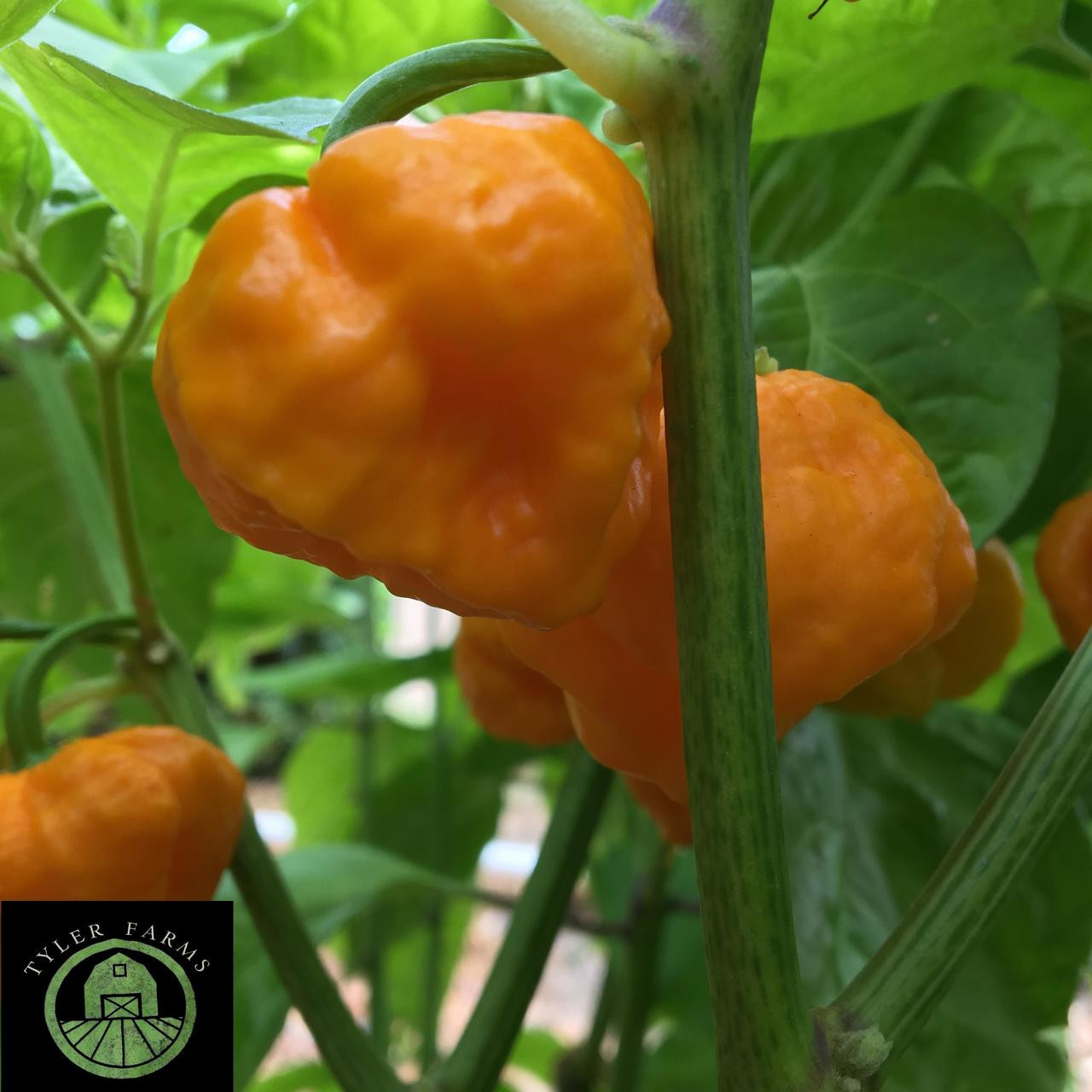Yellow Scotch Brain Pepper Live Plant | Tyler Farms