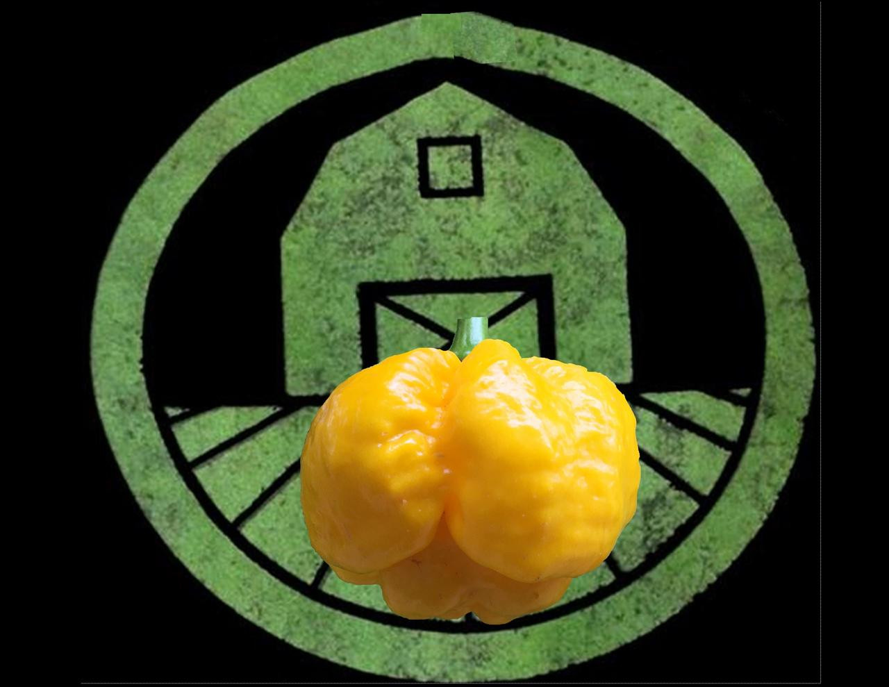 Yellow 7 Pot Brain Strain Pepper Live Plant | Tyler Farms