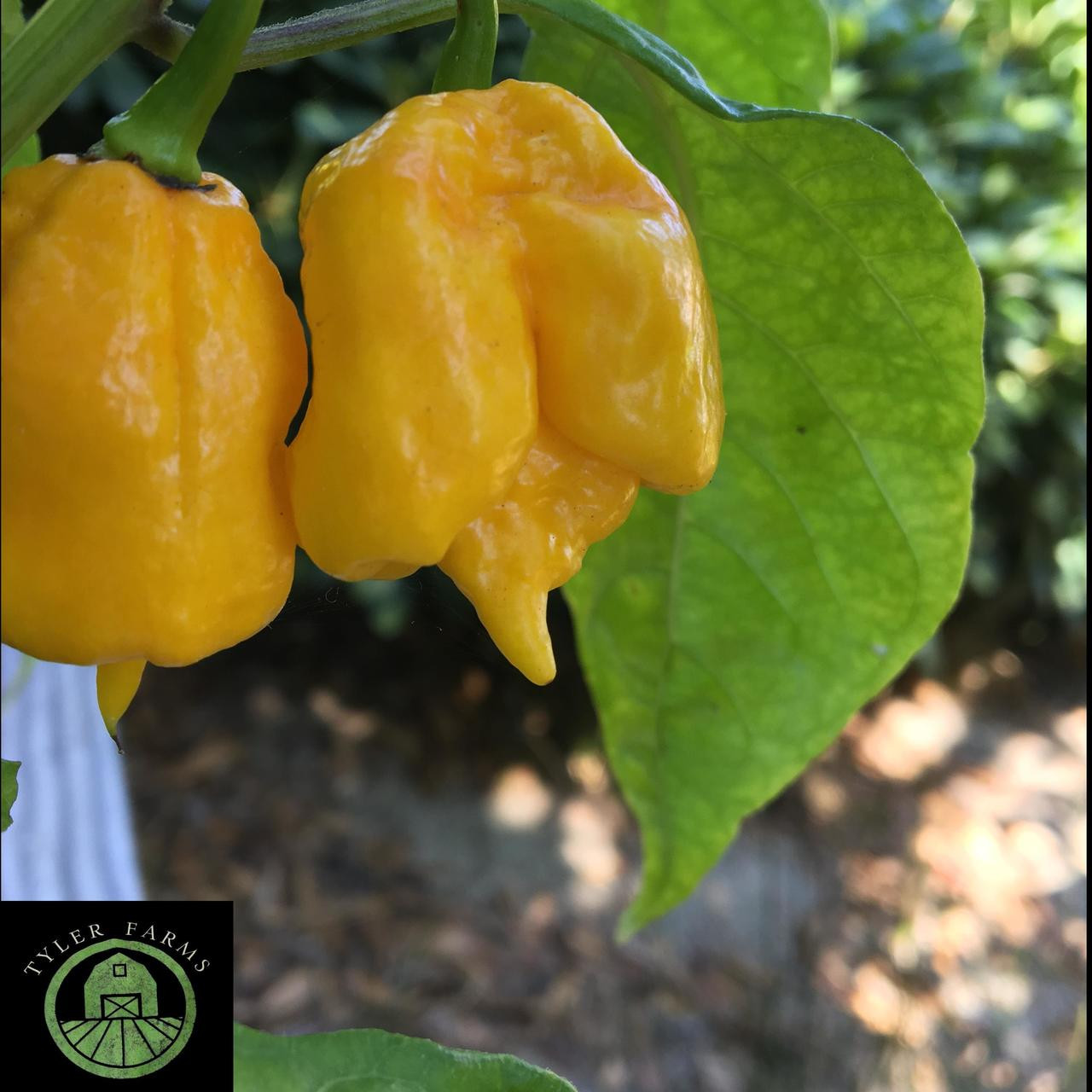 Yellow 7 Pot Primo Pepper Seeds | Tyler Farms