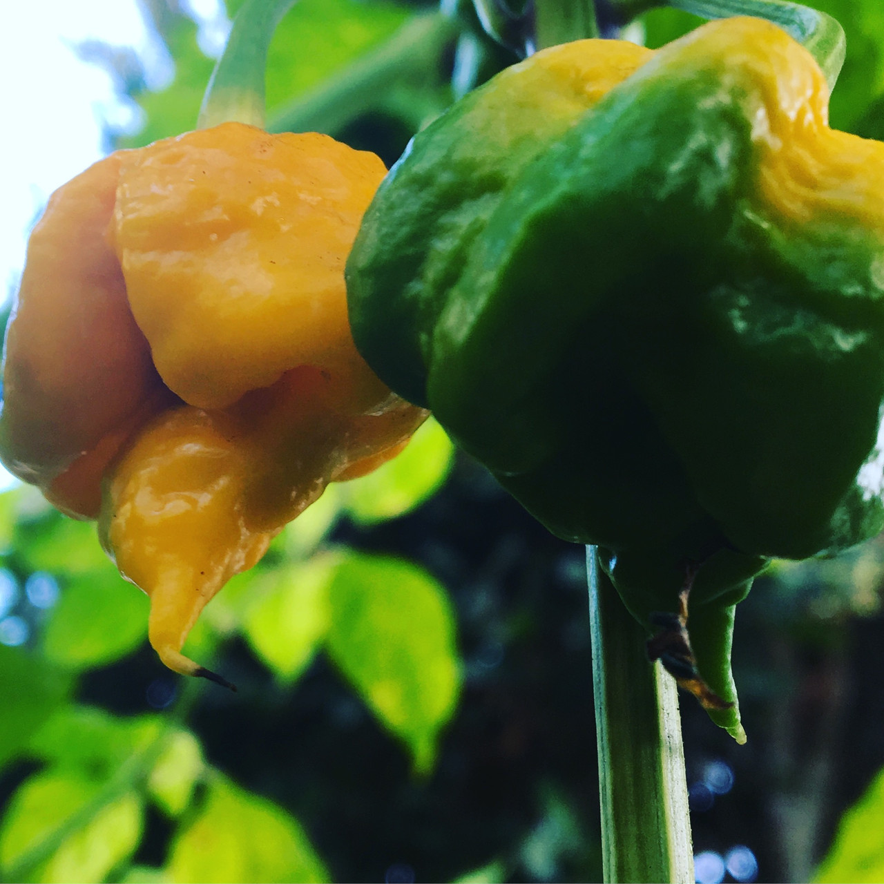 Yellow 7 Pot Primo Pepper Seeds | Tyler Farms