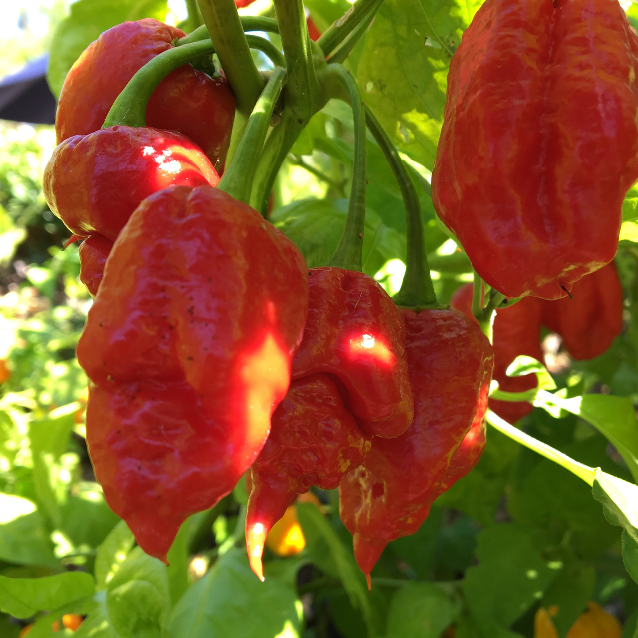Red Apocalypse Scorpion Pepper Seeds | Tyler Farms
