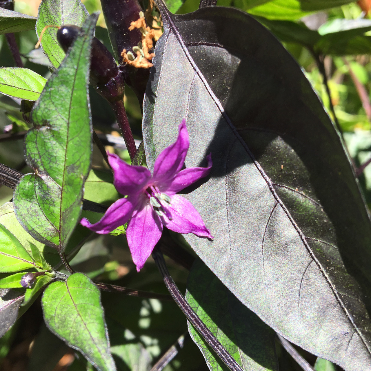 Royal Pequin Pepper Seeds | Tyler Farms