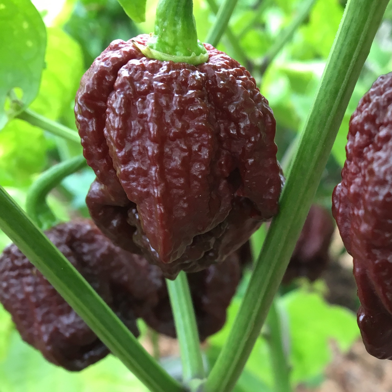 Chocolate 7 Pot Brain Strain Pepper Live Plant | Tyler Farms