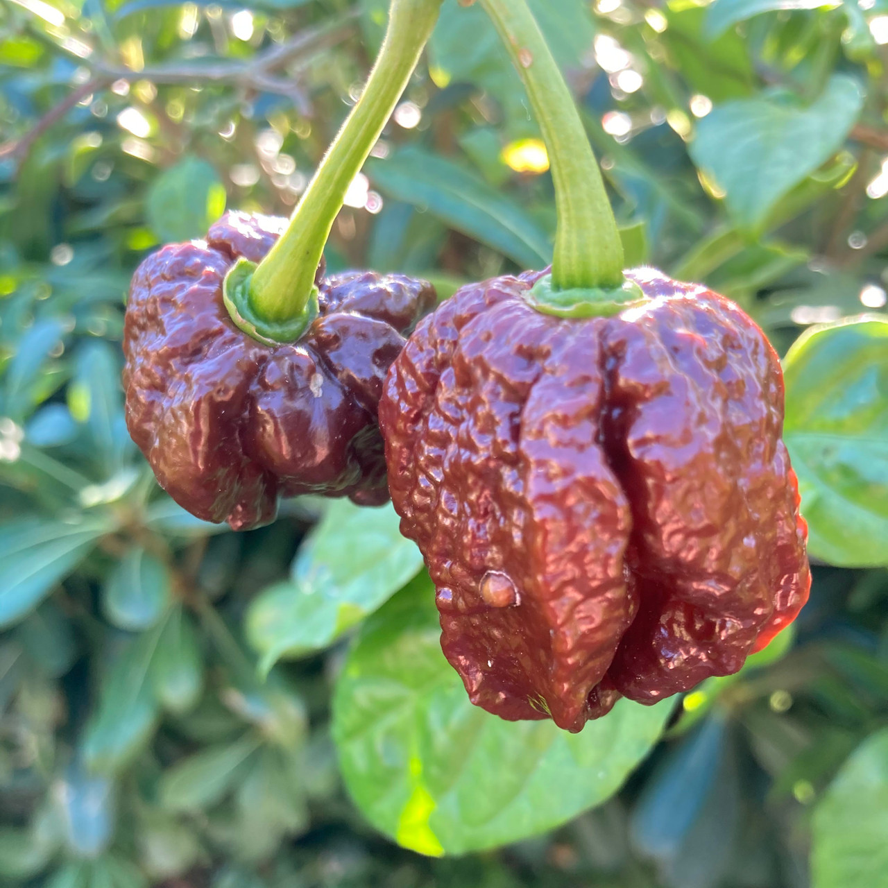 Chocolate 7 Pot Brain Strain Pepper Live Plant | Tyler Farms
