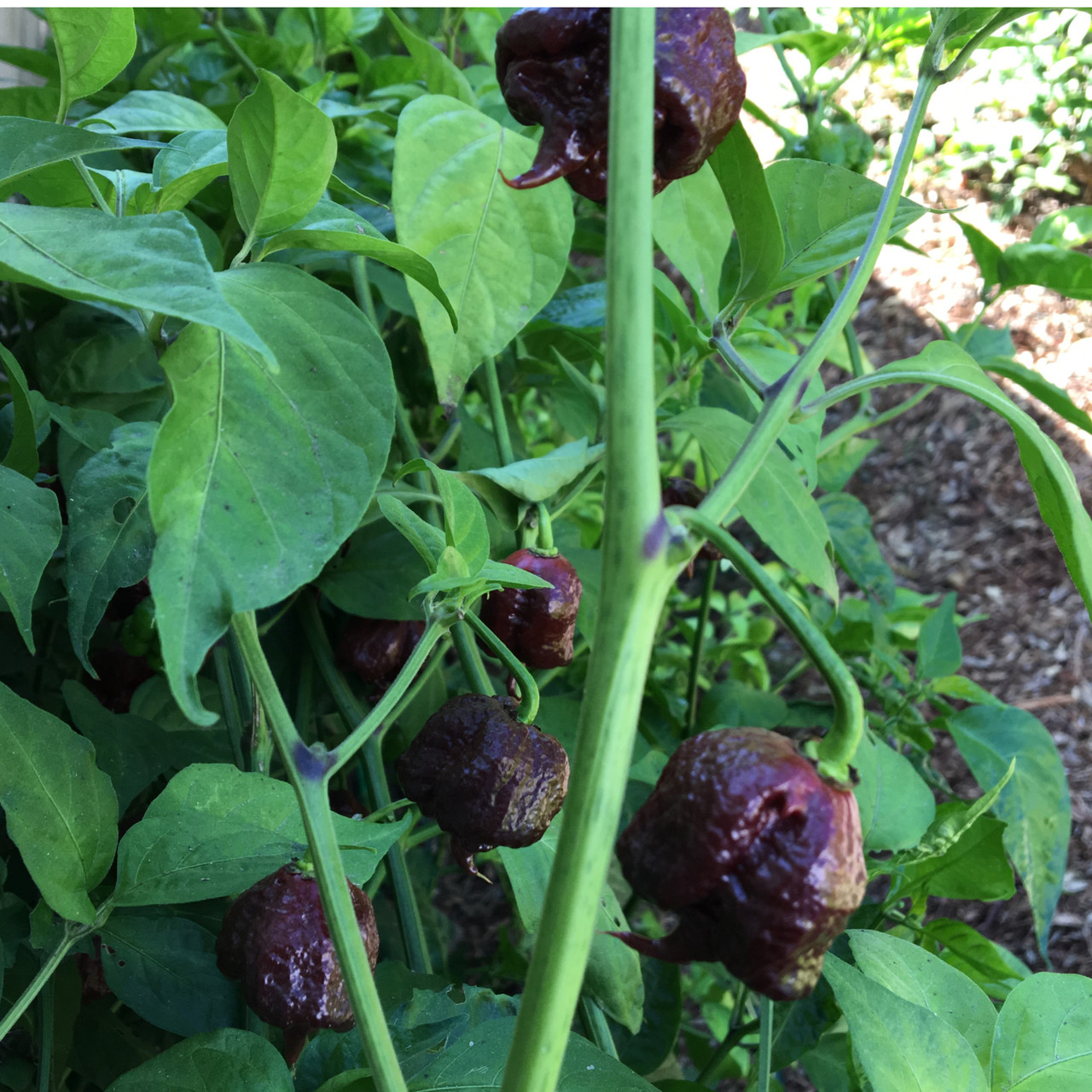 Chocolate 7 Pot Primo Pepper Seeds | Tyler Farms