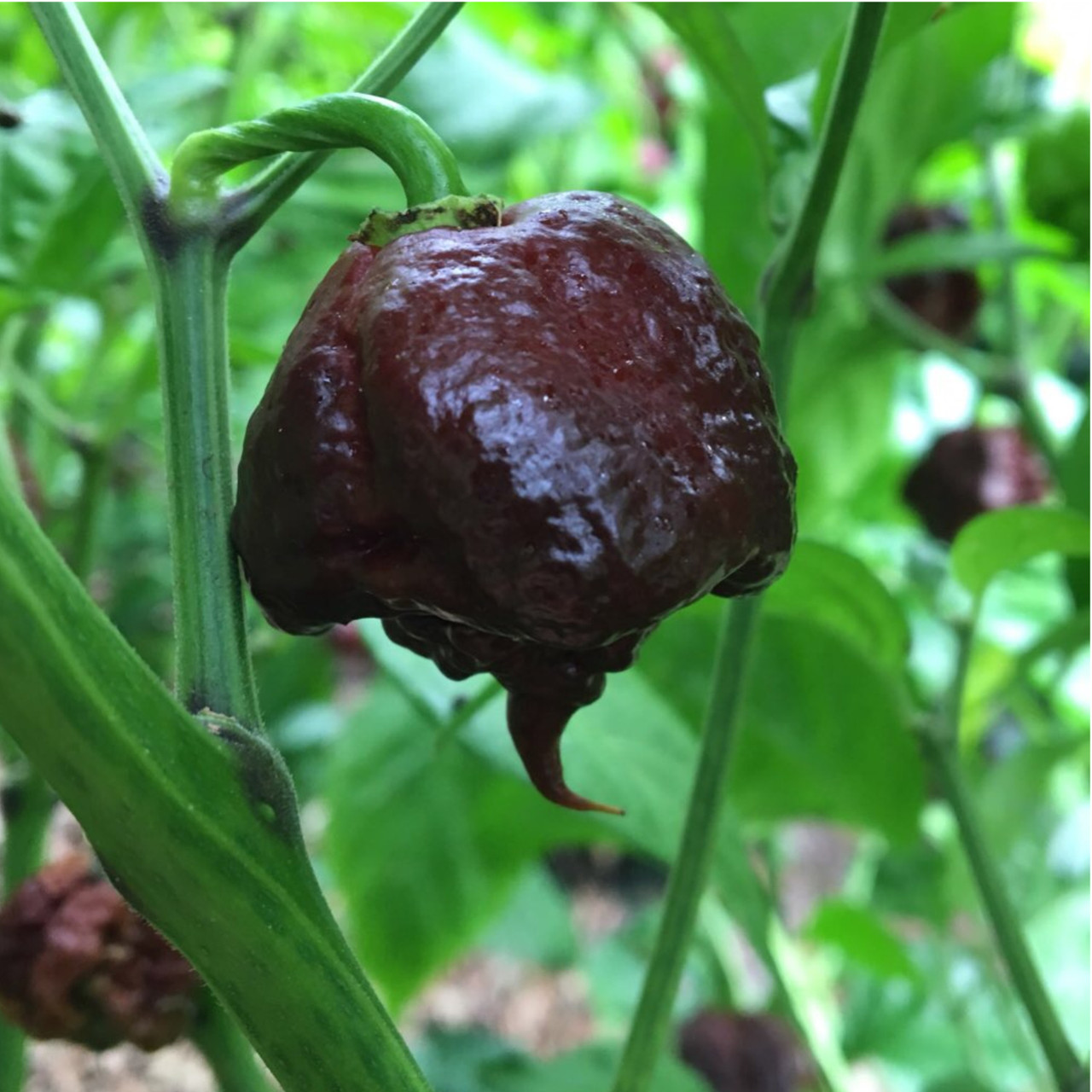 Chocolate 7 Pot Primo Pepper Seeds | Tyler Farms