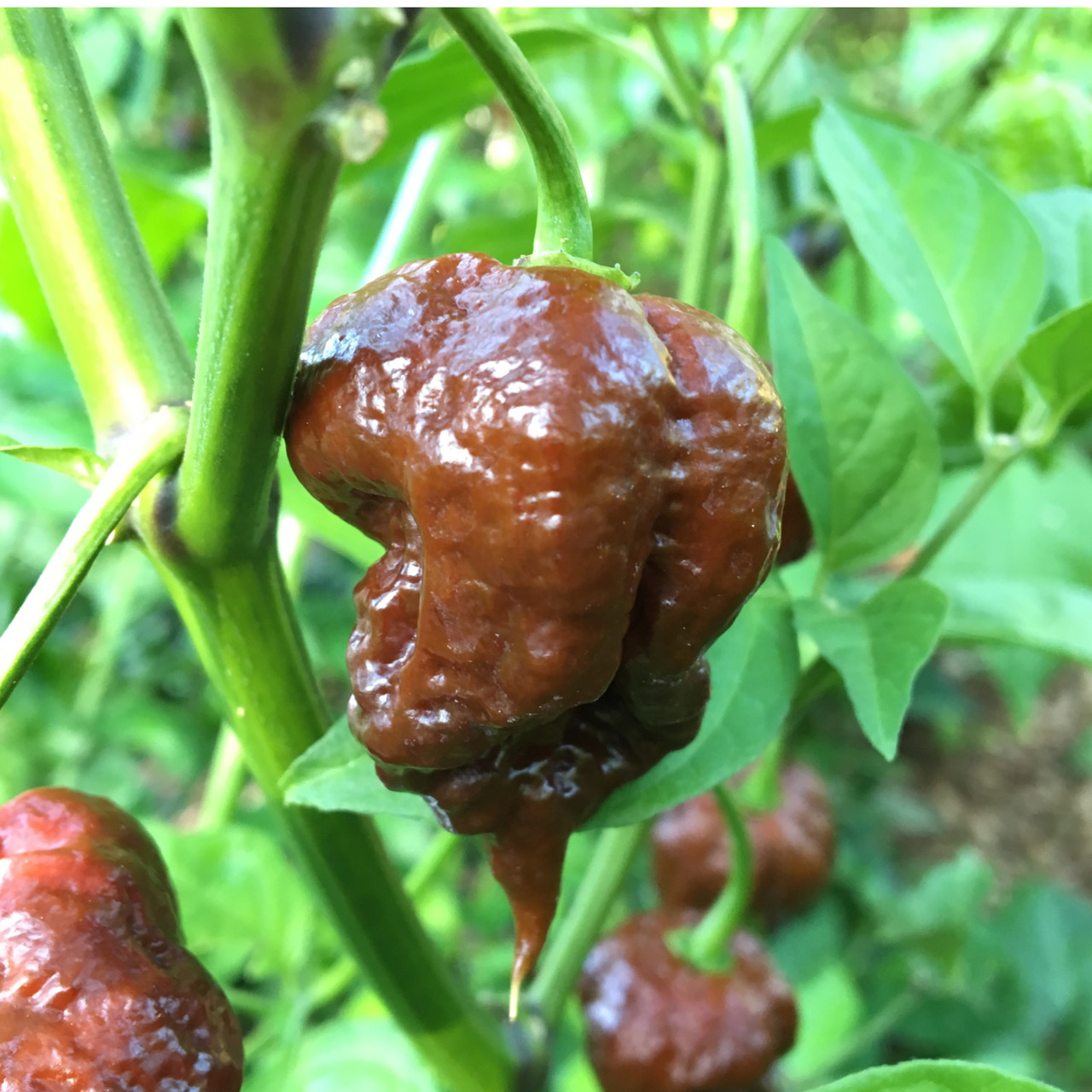 Chocolate 7 Pot Primo Pepper Seeds | Tyler Farms