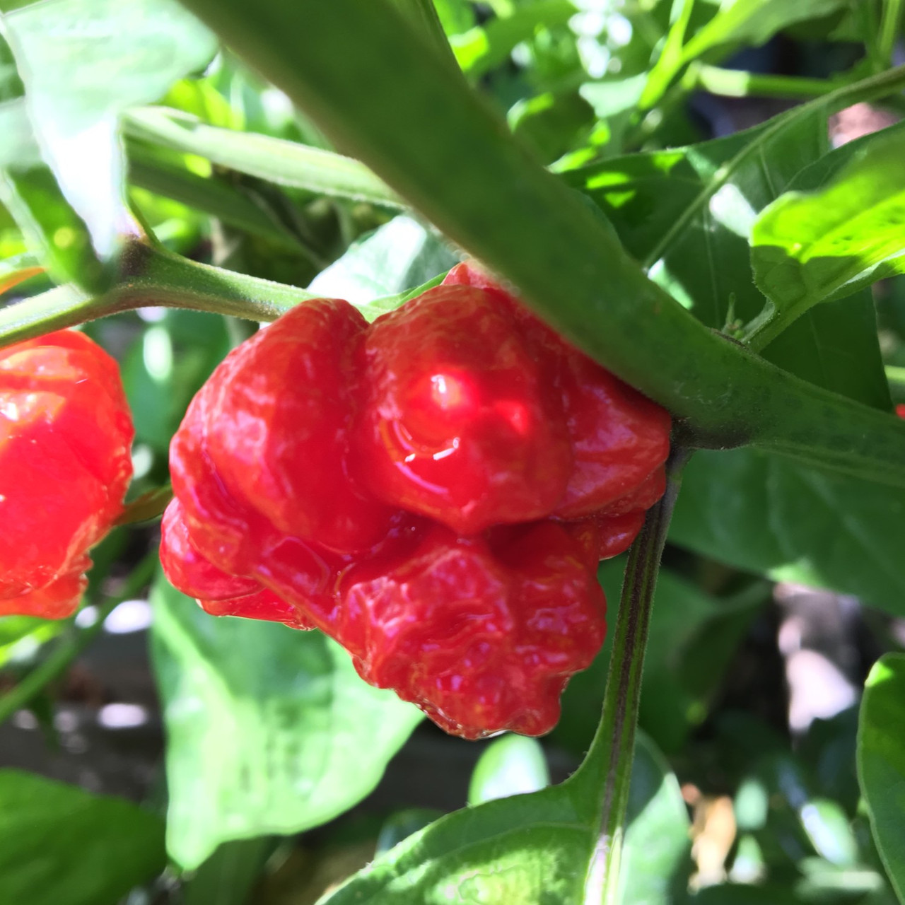 Red MA Wartryx Pepper Seeds | Tyler Farms