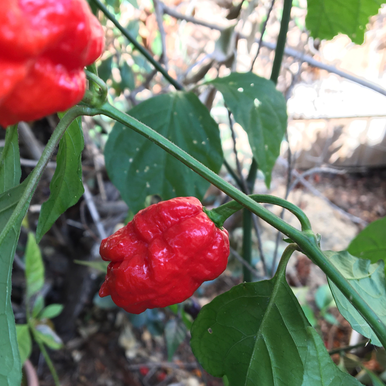 Red Naga Brain Pepper Seeds | Tyler Farms