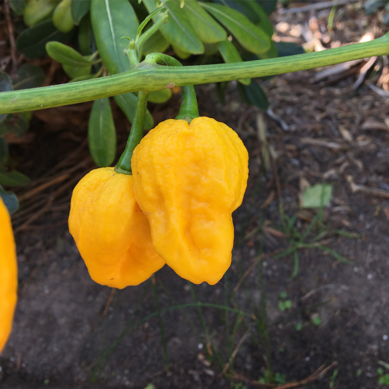 Yellow Naga Brain Pepper Seeds | Tyler Farms