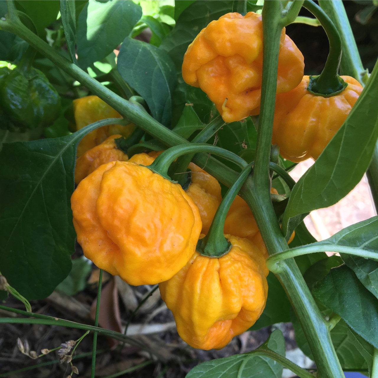 Yellow Naga Brain Pepper Seeds | Tyler Farms