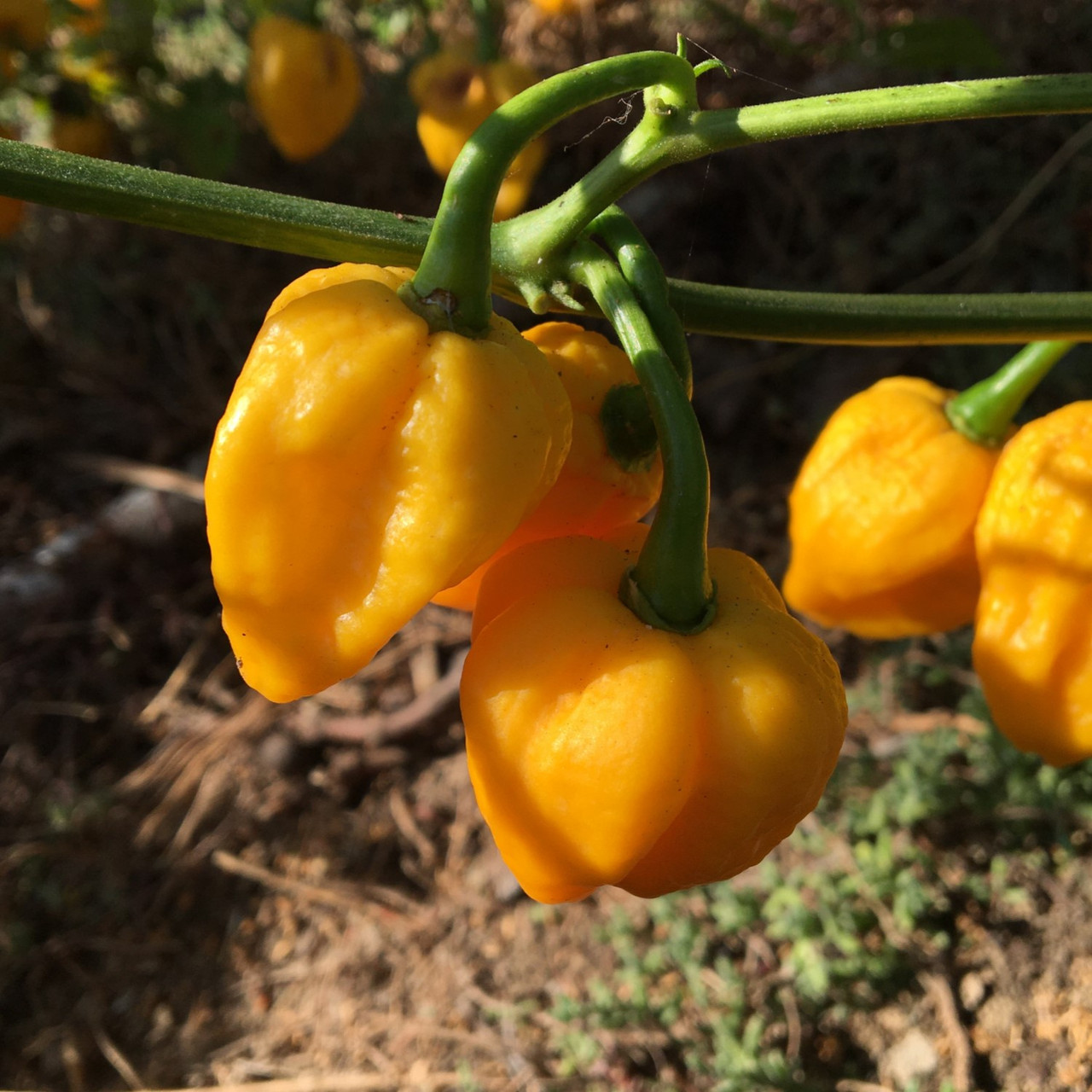 Yellow Naga Brain Pepper Seeds | Tyler Farms