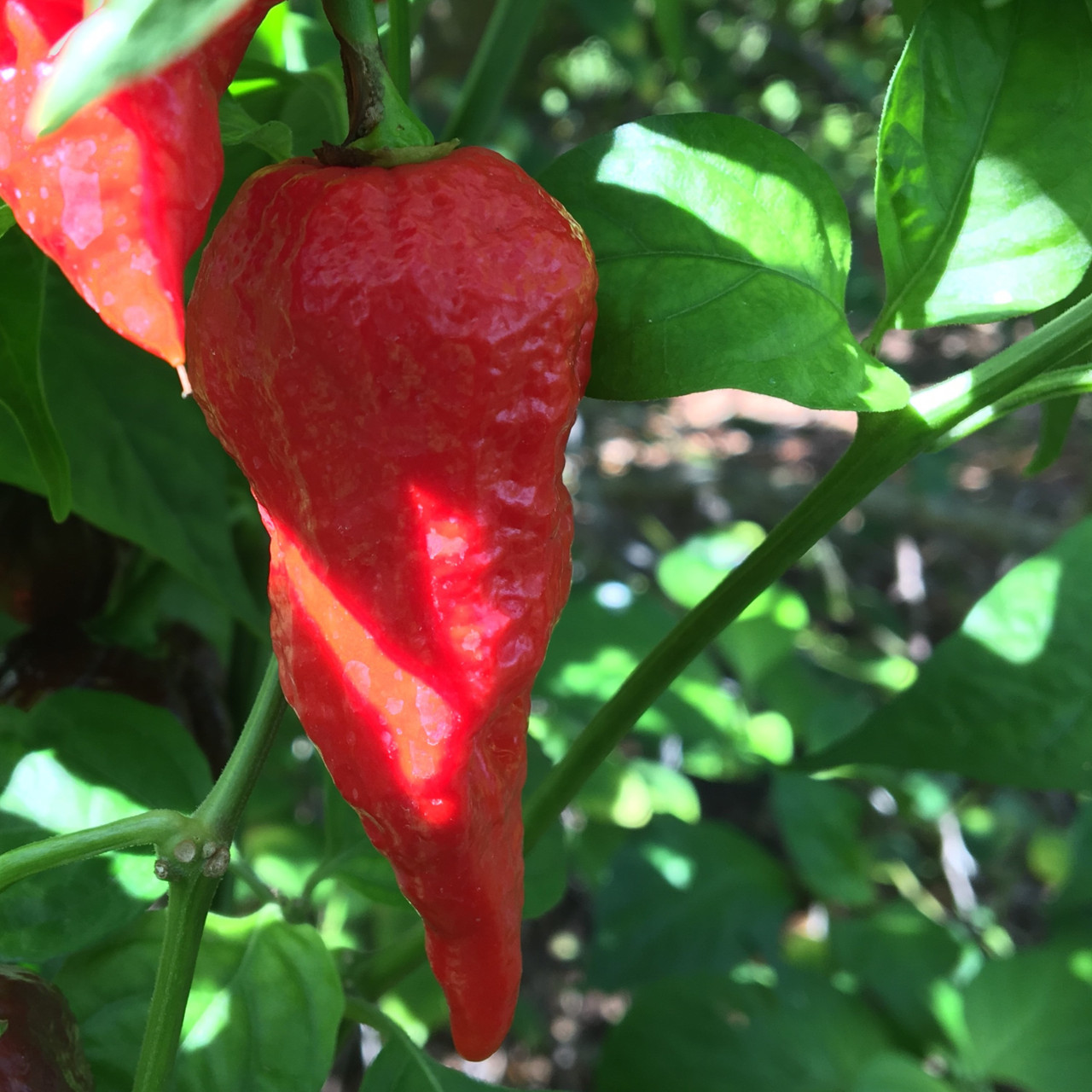 King Naga Pepper Seeds | Tyler Farms