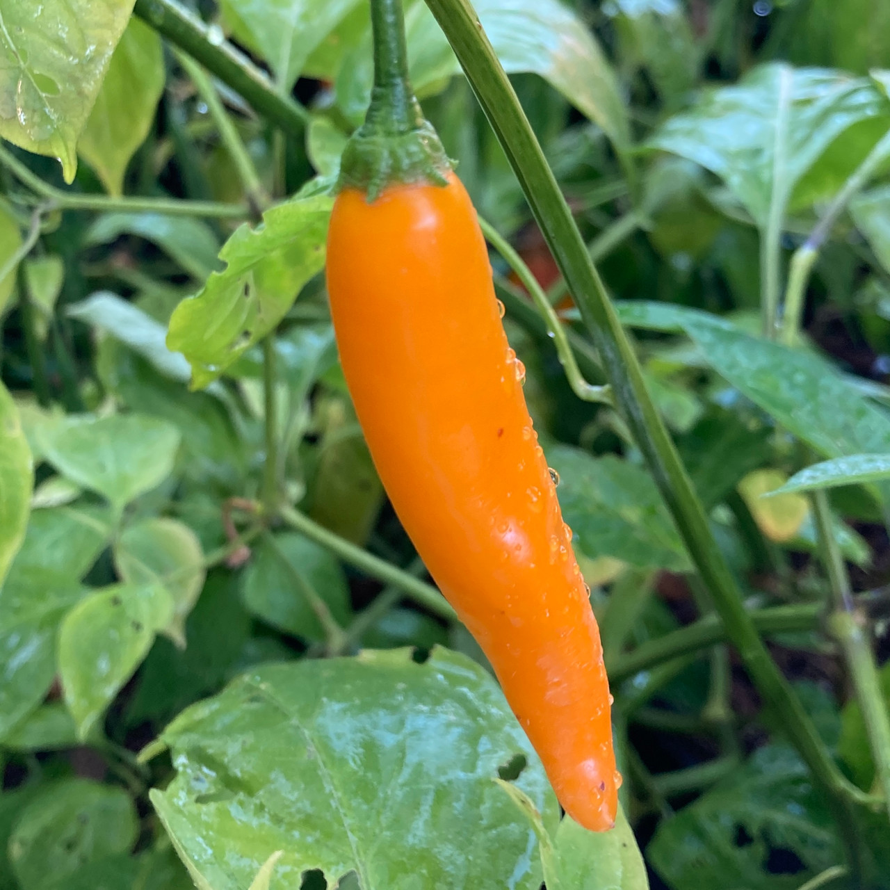 Aji Mango Pepper Seeds | Tyler Farms