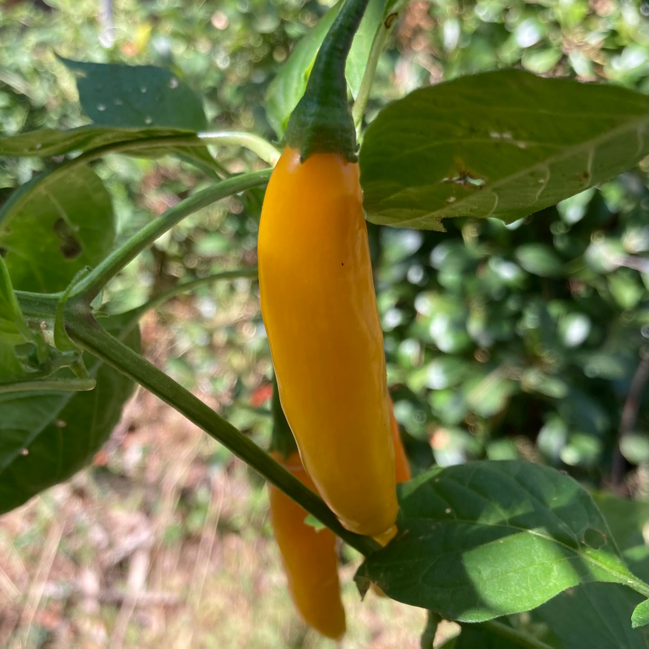 Aji Mango Pepper Seeds | Tyler Farms