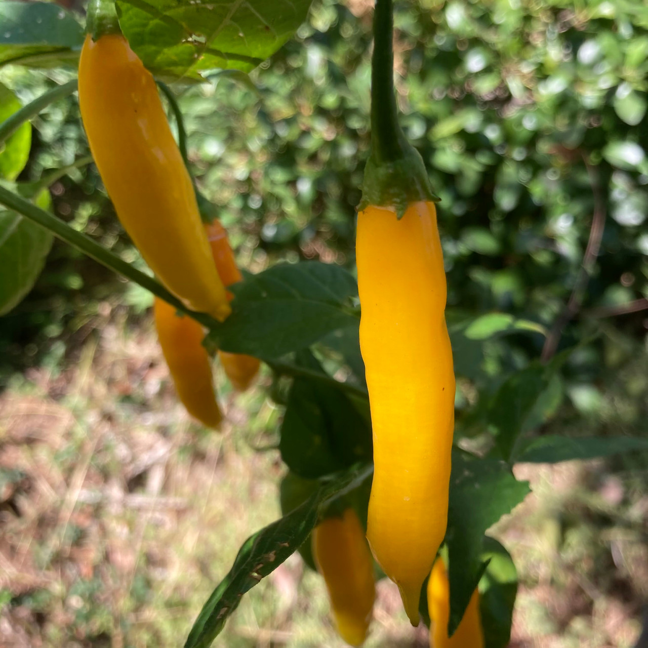 Aji Mango Pepper Seeds | Tyler Farms