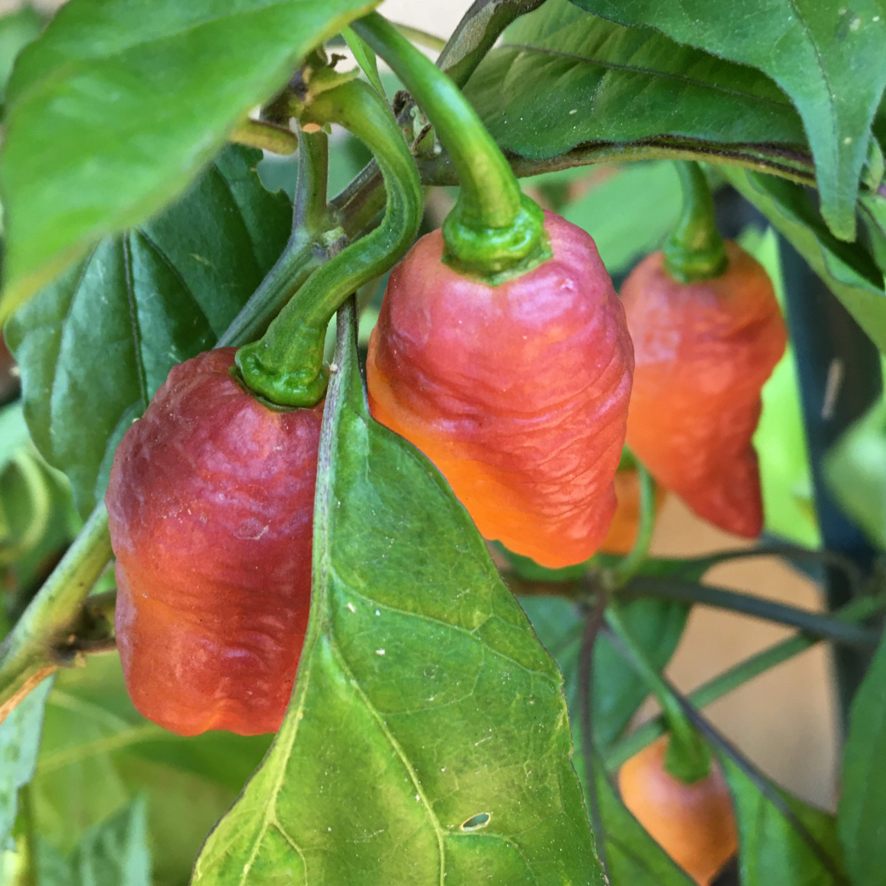 Pink Tiger Ghost Pepper Seeds | Tyler Farms