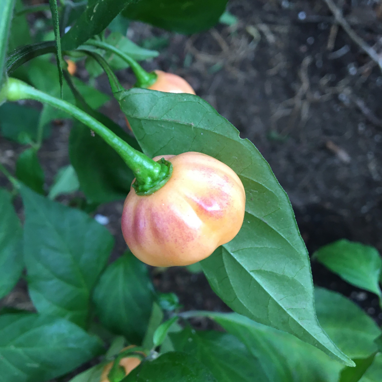Sunset Peach CGN 21500 Pepper Seeds | Tyler Farms