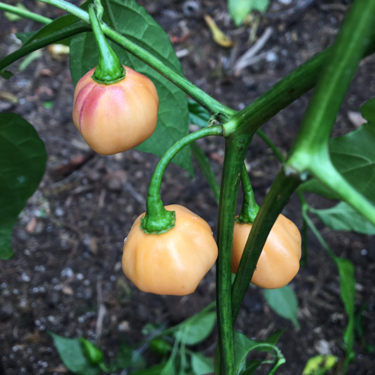 Sunset Peach CGN 21500 Pepper Seeds | Tyler Farms