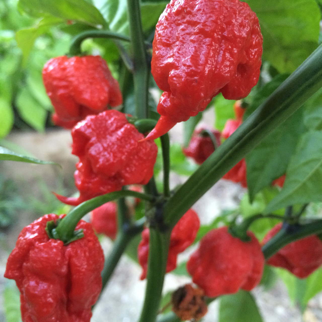 Carolina Reaper Pepper Seed Collection | Tyler Farms