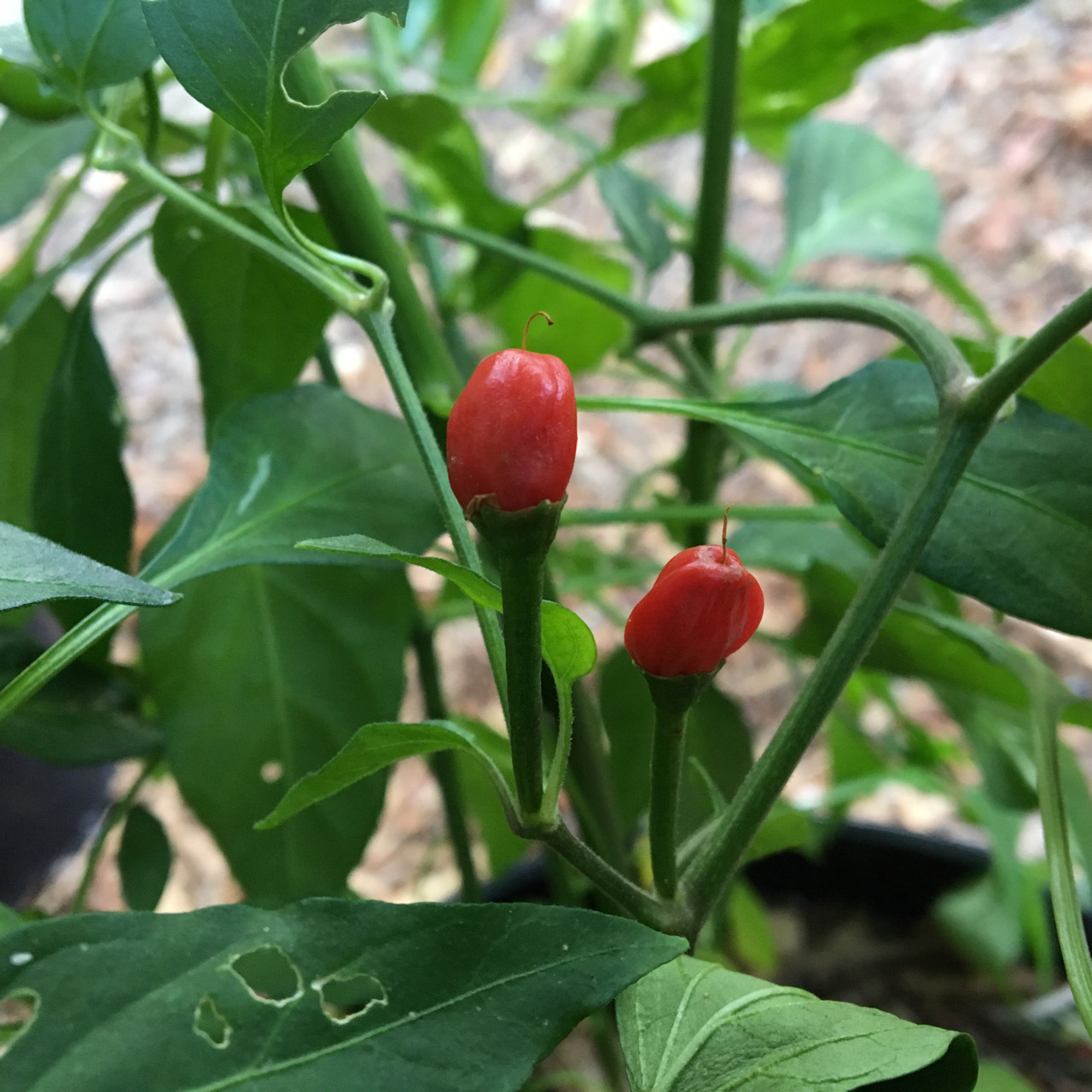 Chiltepin Pepper Scoville | ubicaciondepersonas.cdmx.gob.mx Chiltepin Pepper Scoville | ubicaciondepersonas.cdmx.gob.mx