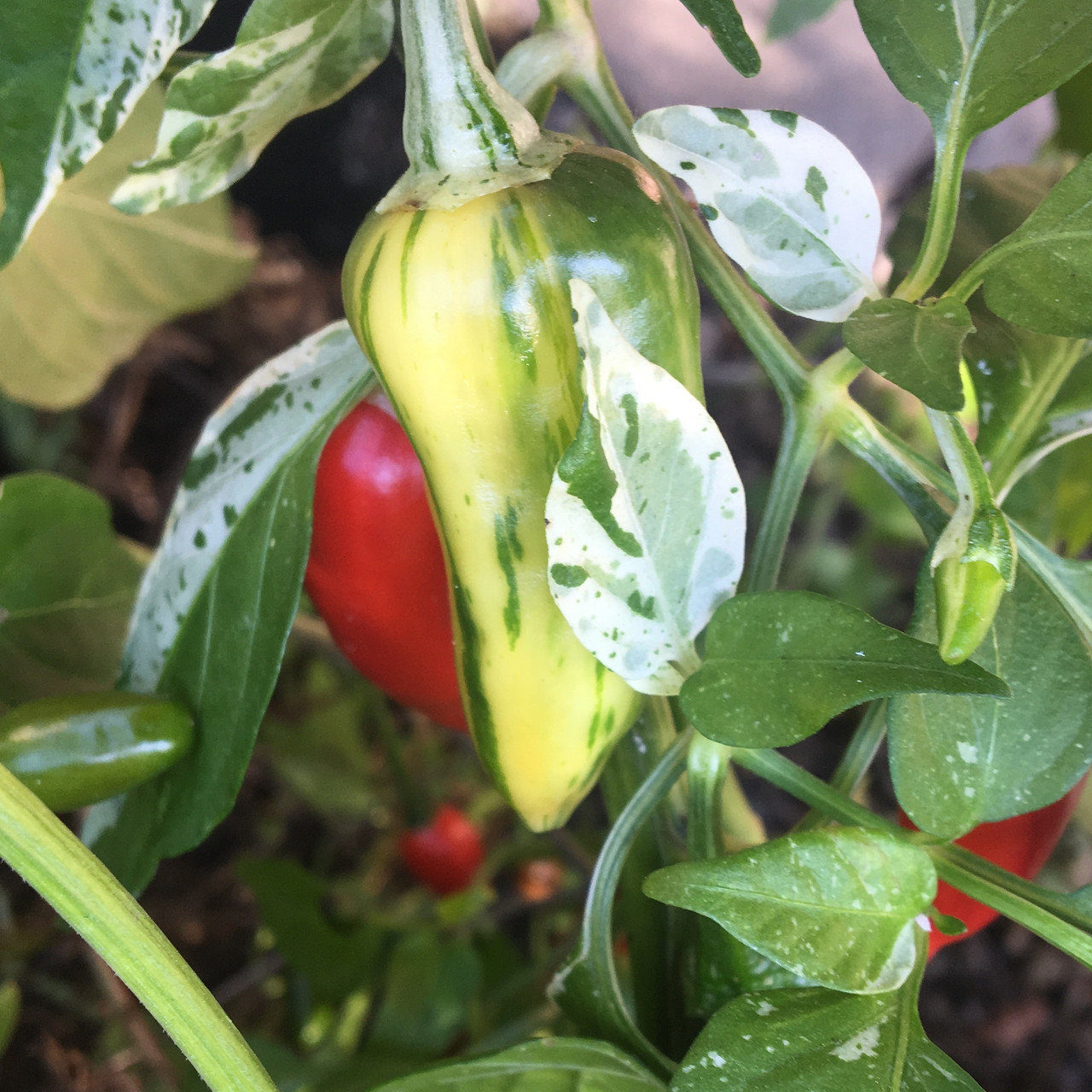 Fish Pepper Live Plant | Tyler Farms