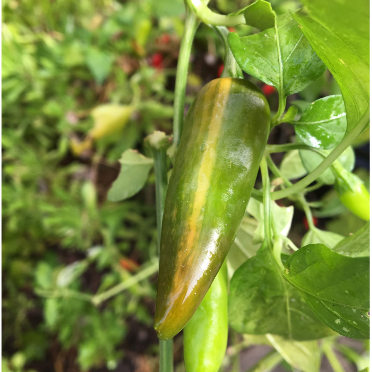 Fish Pepper Live Plant | Tyler Farms