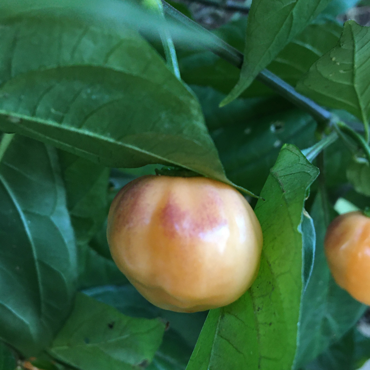 Sunset Peach CGN 21500 Pepper Live Plant | Tyler Farms