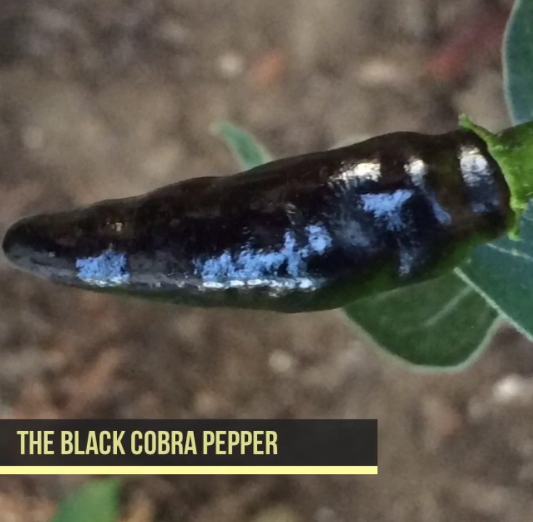 Black Cobra Pepper Live Plant | Tyler Farms