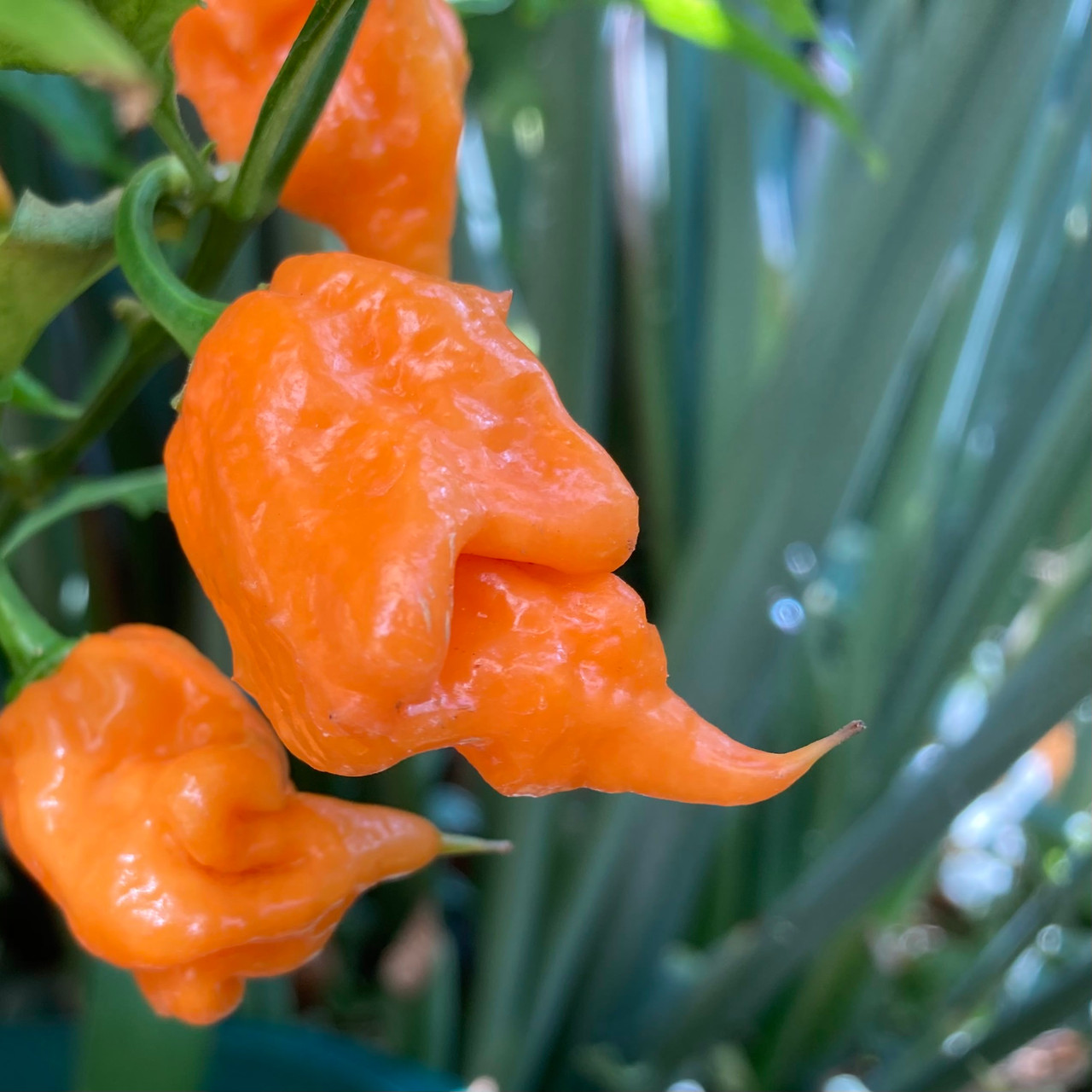 Orange Carolina Reaper Pepper Live Plant | Tyler Farms
