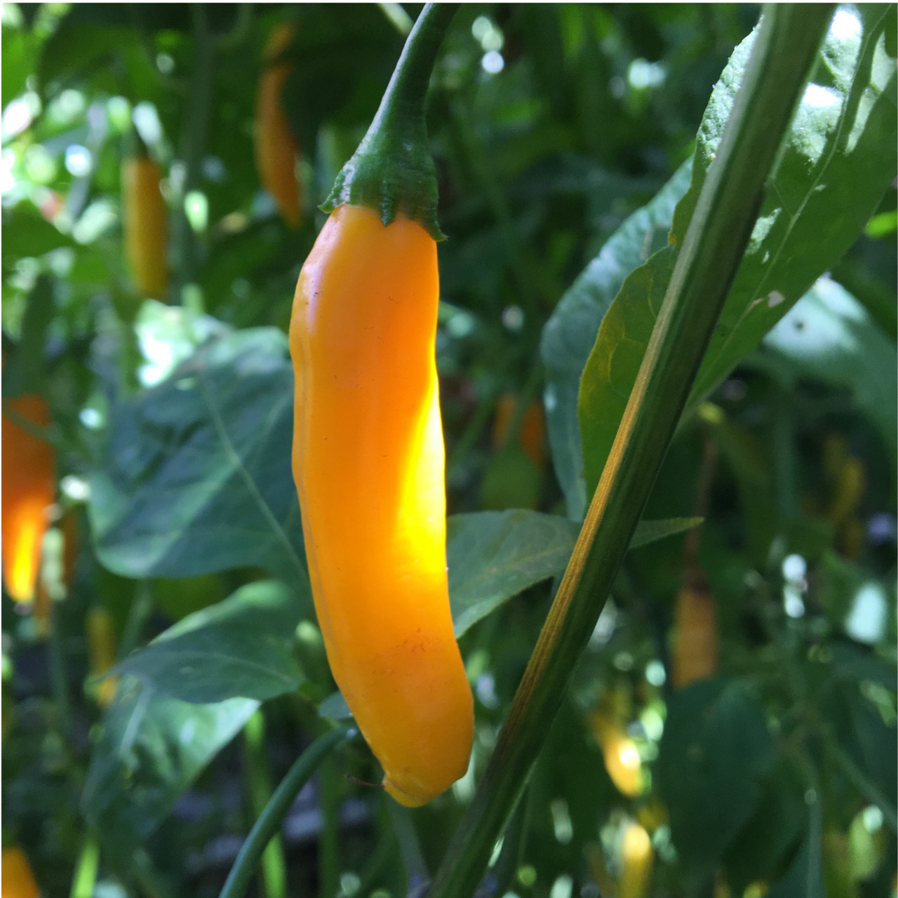 Aji Pepper Seed Collection | Tyler Farms