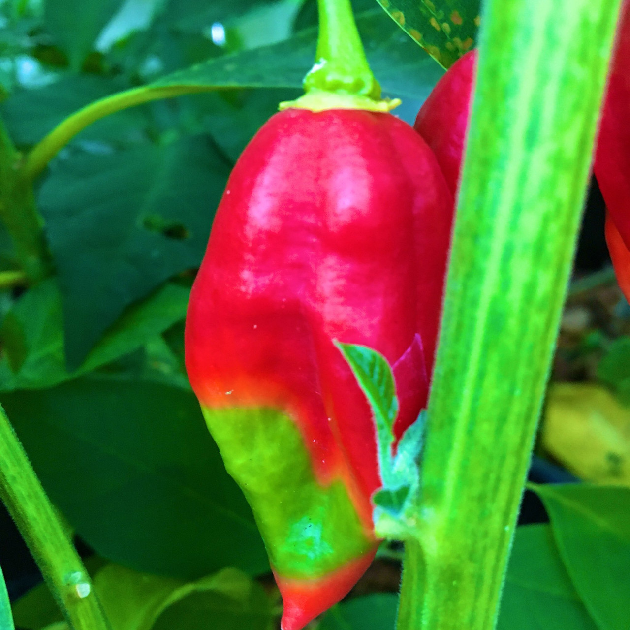 Aji Pepper Seed Collection | Tyler Farms