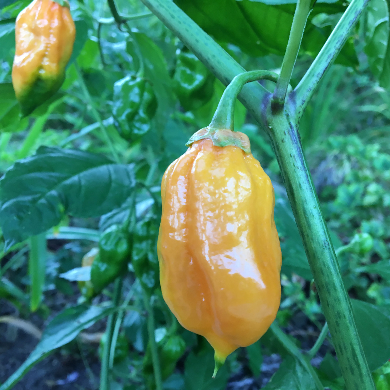 Orange Bubblegum Bhut Jolokia Pepper Live Plant | Tyler Farms