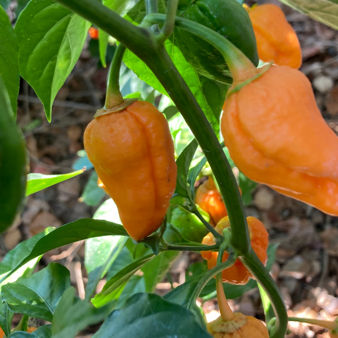 Orange Bubblegum Bhut Jolokia Pepper Live Plant | Tyler Farms