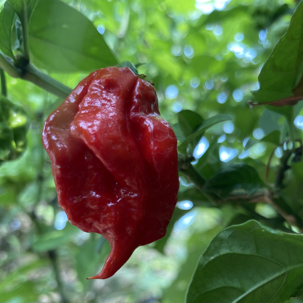 7 Pot Infinity Pepper Seeds | Tyler Farms