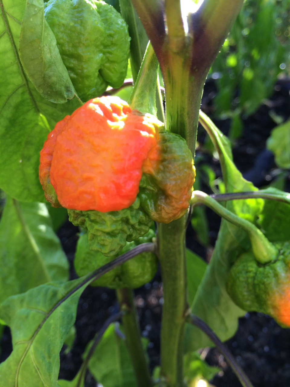 Red 7 Pot Brain Strain Pepper Live Plant | Tyler Farms