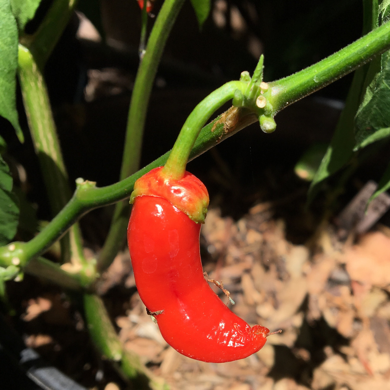 Aji Ethiopian Fire Pepper Live Plant | Tyler Farms